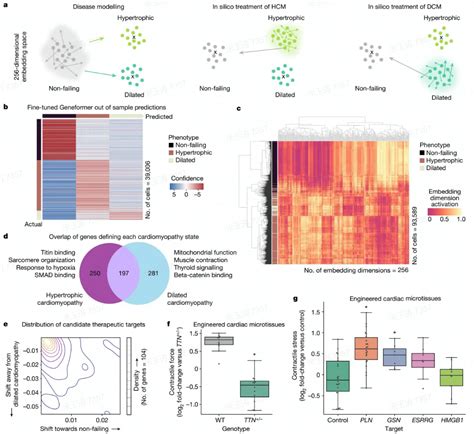 科学网—第一个计算生物学大模型geneformer用于下游任务微调 熊毅的博文