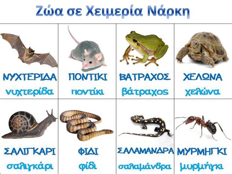Νηπιαγωγός για πάντα Ζώα σε Χειμερία Νάρκη Εισαγωγή Griego