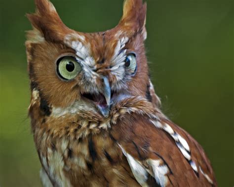 Eastern Screech Owl With Mouth Open