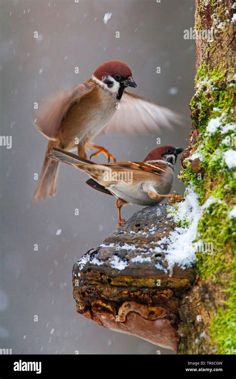 Eurasian Tree Sparrow Passer Montanus Two Tree Sparrows Mating At A Mossy Tree Trunk Germany