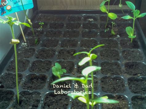 Science Project Recorded As Time Lapse With Raspberry Pi Daniel Dad Laboratories