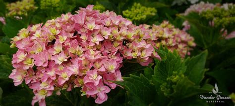 2024 Hydrangea Selection Now Available Vander Giessen Nursery Inc