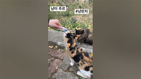 냥펀치길냥이냥냥펀치고양이 Youtube