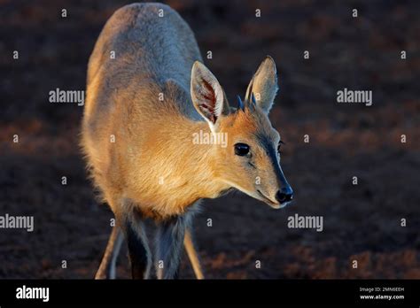 Portrait Of A Common Duiker Antelope Sylvicapra Grimmia South Africa