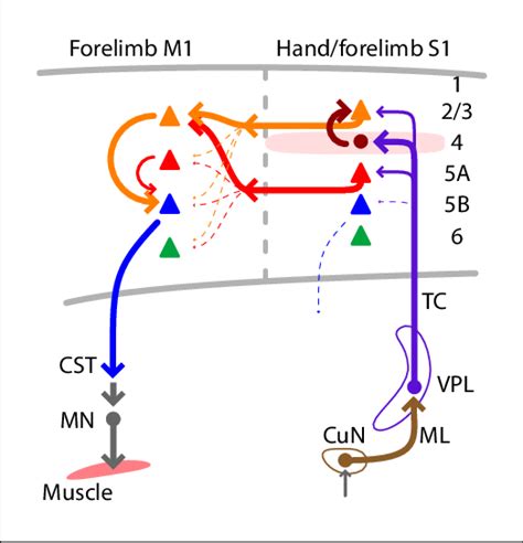 Summary Wiring Diagram Of The Major Excitatory Connections Along The