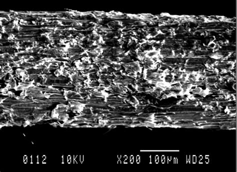 Sem Micrograph Of Untreated Coir Fibre Download Scientific Diagram