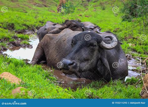 Indian Buffalo Or Domestic Asian Water Buffalo Sitting In Water At
