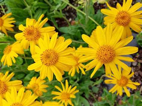 Arnica Medicinal Uses Healing Properties Benefits Britannica