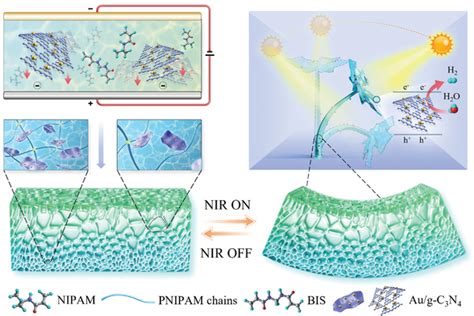 Schematic Illustration Of Aug‐c3n4‐containing Gradient Hydrogel