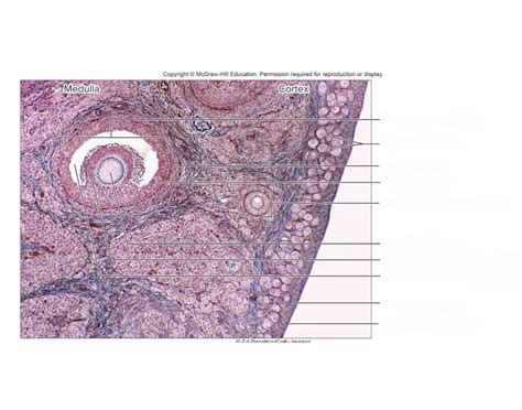 Ovary Cross Section Quiz