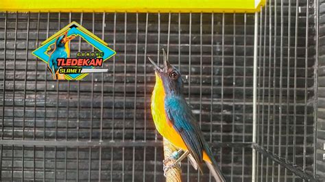 Tledekan Oren Full Materi Ngerol Panjang Cocok Untuk Pancingan YouTube