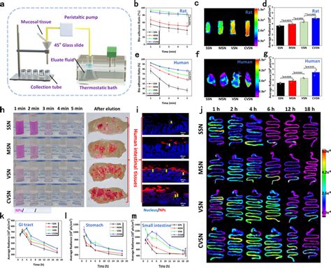 Bio Adhesion Ability Of NPs On Mucosal Tissues A Schematic Illustration