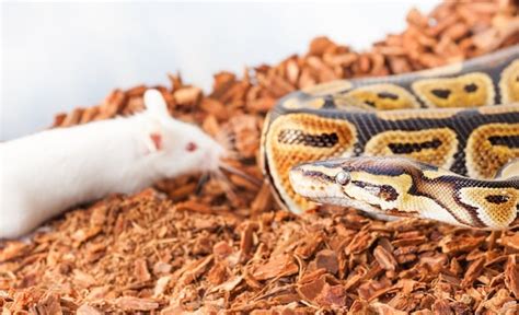 Ball Python Care Sheet Your Top Questions Answered Must Read Ball Python Care Sheet Your Top Questions Answered Must Read