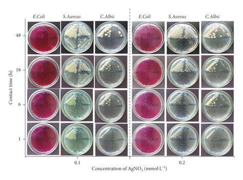Agar Plate Assays To Assess The Antibacterial Activity Of Agnps With