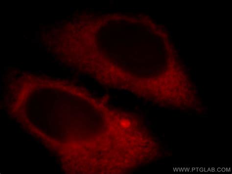 Ldha Antibody Ap Proteintech