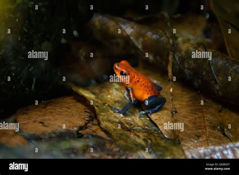 Strawberry Poison Dart Frog In Costa Rica Stock Photo Alamy