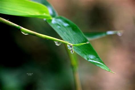 শীত ঋতুর ছবি ক্যানন ক্যামেরায় তোলা কাজী ফাতেমা ছবি এর বাংলা ব্লগ