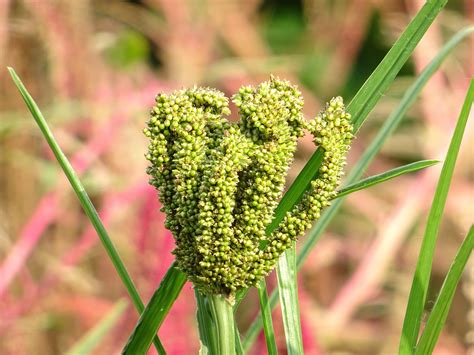 20 Seeds African Finger Millet Green Cat Seed Hard To Find Annual