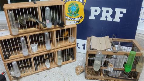 PRF resgata 18 aves silvestres sendo transportadas em condições