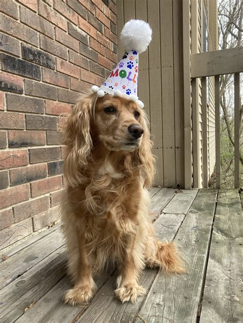 The Cocker Spaniel Breed Guide Personality History Training Food