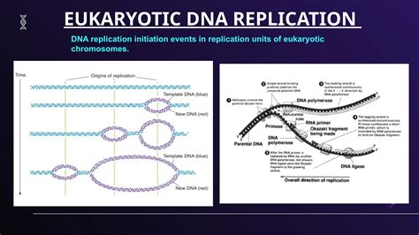 Dna Replication Powerpoint Presentation Pptx