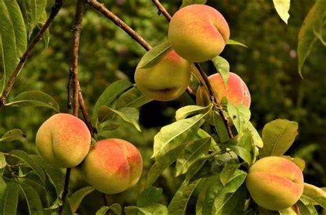 Durazno Qué Es Características Cuidados Cultivo Variedades