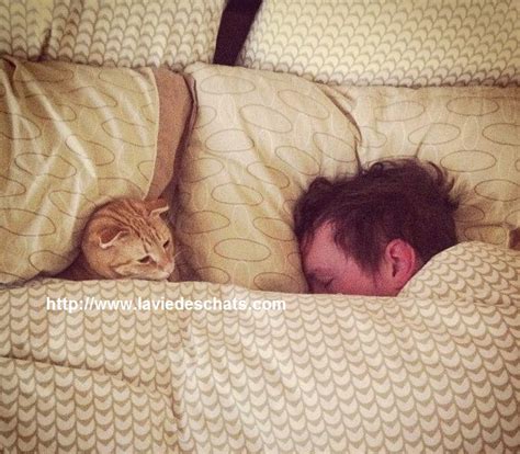 Pipi De Chat Sur Le Lit La Vie Des Chats