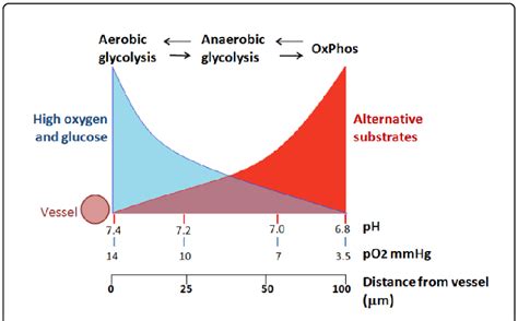 Metabolic Reprogramming Of Tumor Cells Prompted By Variability Of Tumor Download Scientific