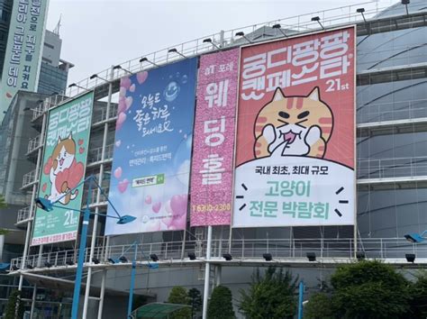 [고양이일기] 13 아메후기ʕ”̮ॽ 21회 궁디팡팡 캣페스타 처음가본 궁디팡팡 궁디팡팡 캣페스타 궁팡 네이버 블로그