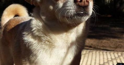 Someone Please Draw My Majestic Pupper Imgur