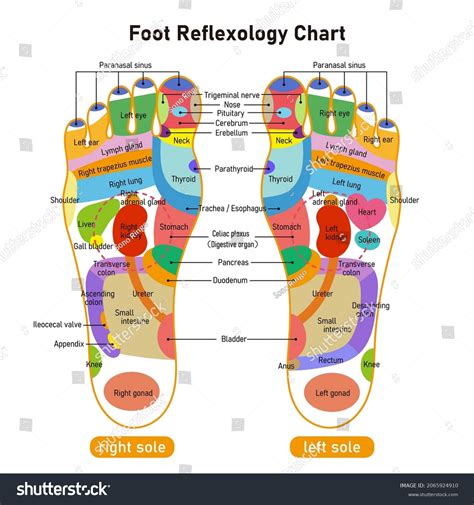 Foot Diagram Pressure Points
