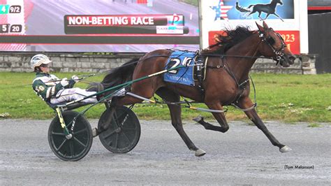 Every Mans Dream Standardbred Canada