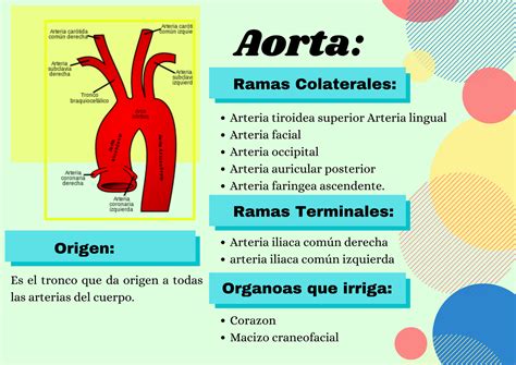 Arteria Appendicularis
