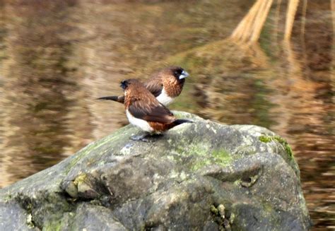 ミスティの野鳥サロン台湾3日目 探鳥2日目大雪山