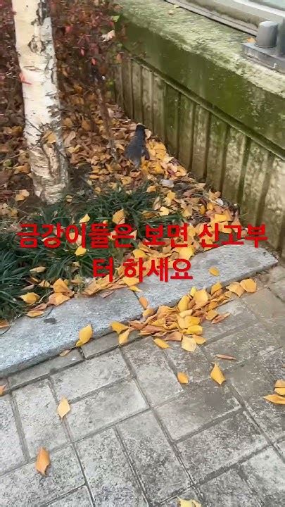 돌아가신 비둘기 할아 아니 크흠더러운 비둘기쓰 Youtube