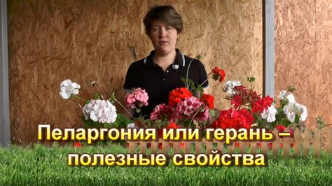 Пеларгония или герань – полезные свойства - YouTube
