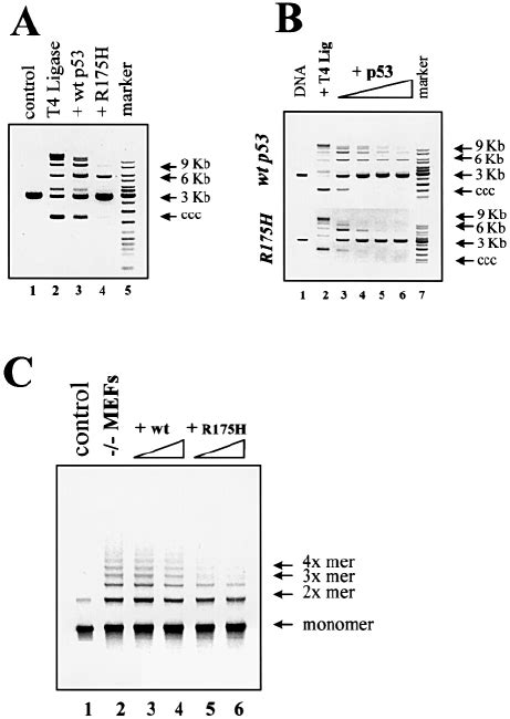 P53 R175h Mutant Affects Dna Ej In Vitro More Ef Fi Ciently Than Wt