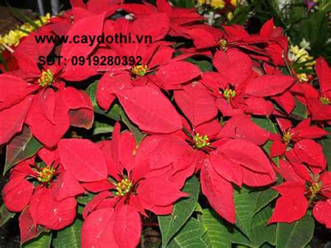 Trồng Mua Bán Cây Hoa Trạng Nguyên Giá Tốt
