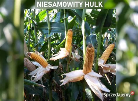 Materiał siewny kukurydza Mas Hulk FAO 250 na kiszonkę Międzyrzecz