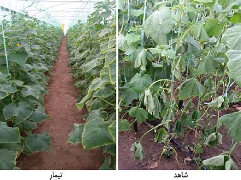 تاثیر فسفیمکس مس بر بیماری بوته میری خیار فروغ دشت