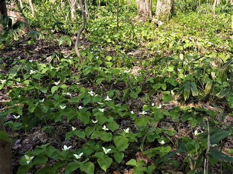札幌 公園緑地さんぽ 北海道大学構内にオオバナノエンレイソウを見に行く ひろまある 清田