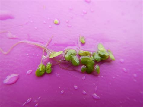 Aquatic Macrophytes Flickr