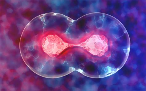 Imágenes De La Teoría Celular