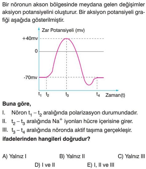 Sinir Sistemi Test Çöz 11 Sınıf Biyoloji Testleri