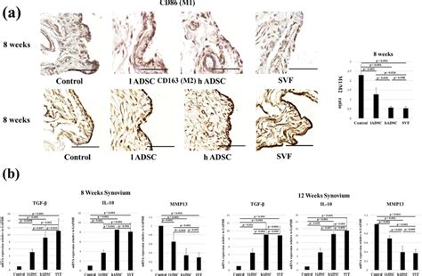 A Immunohistochemical Analysis Of Cd86 And Cd163 In Synovial Tissue