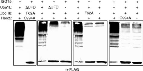 The Isg15 Conjugation System Pmc