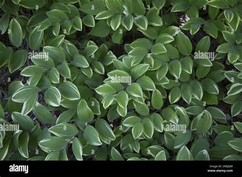 Polygonatum Odoratum Variegatum Variegated Salomons Seal Stock
