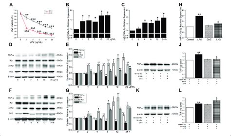 MiR 130a 3p suppresses TNF α production in the inflammatory phase