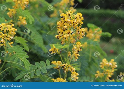 Senna Hebecarpa Yellow Wild Senna Blossoms Stock Photo Image Of
