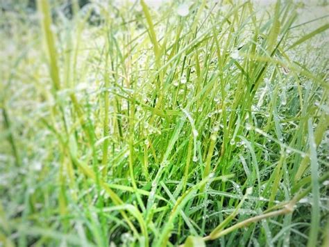 Panoramic View Of Overgrown Green Grass Isolated On White Background